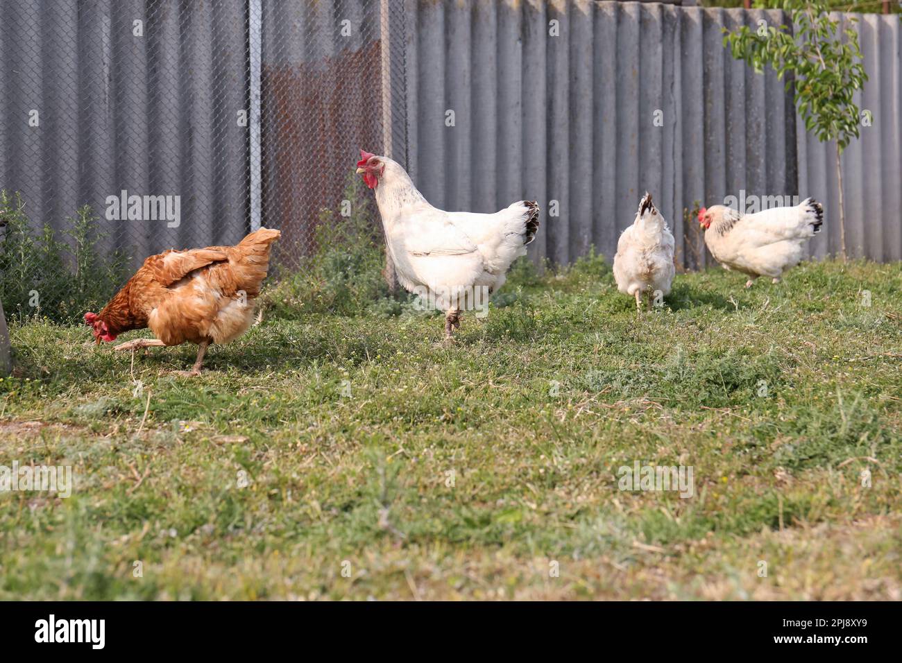 Feathery chickens hi-res stock photography and images - Alamy