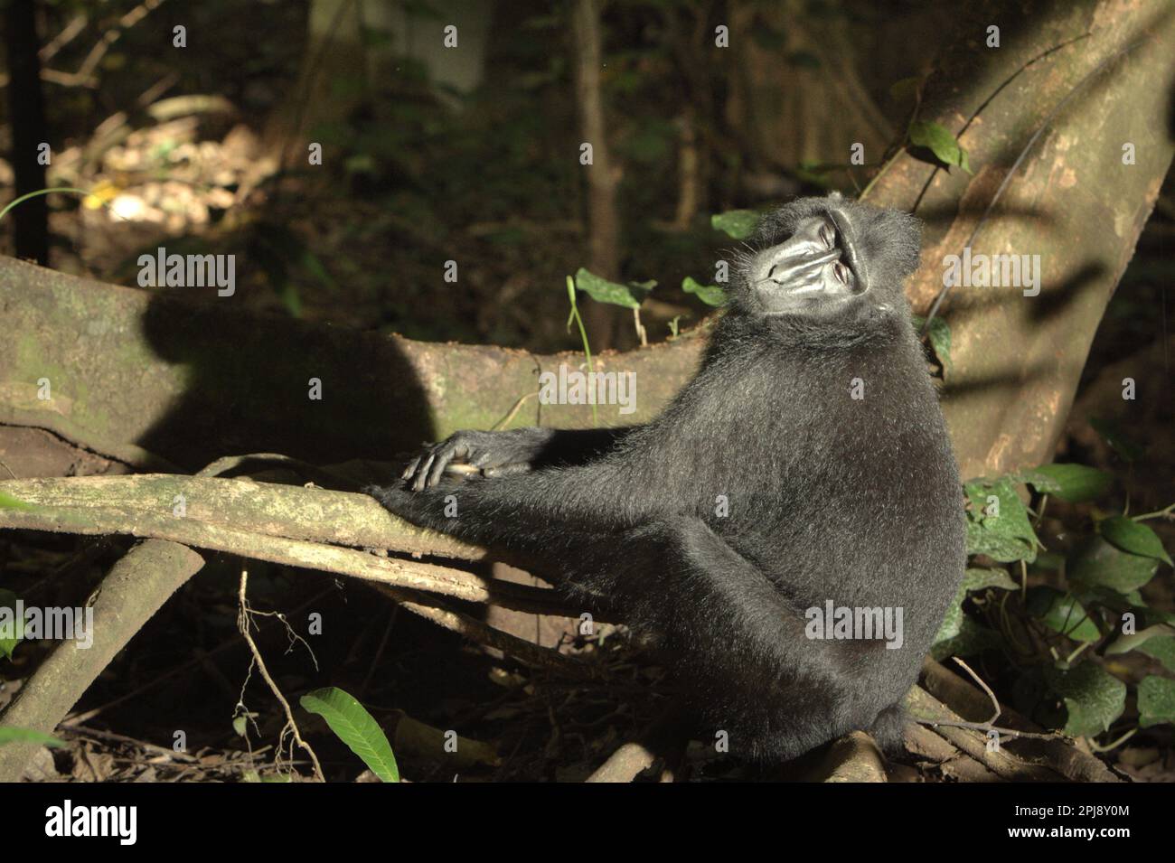 A Sulawesi black-crested macaque (Macaca nigra) in Tangkoko Nature ...