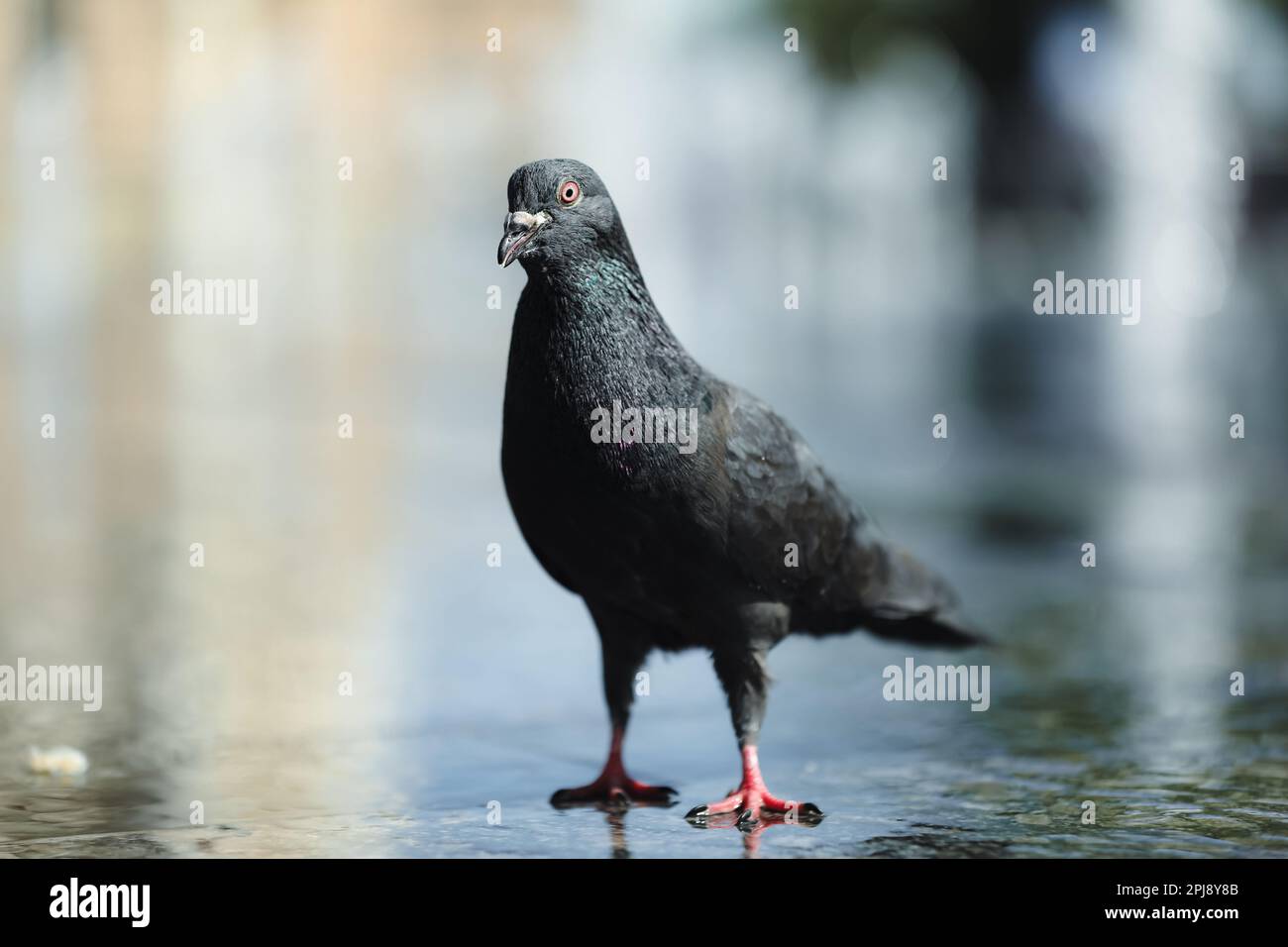 Black Dove Bird Images A Pigeon Eyed View Of The World | BirdNote