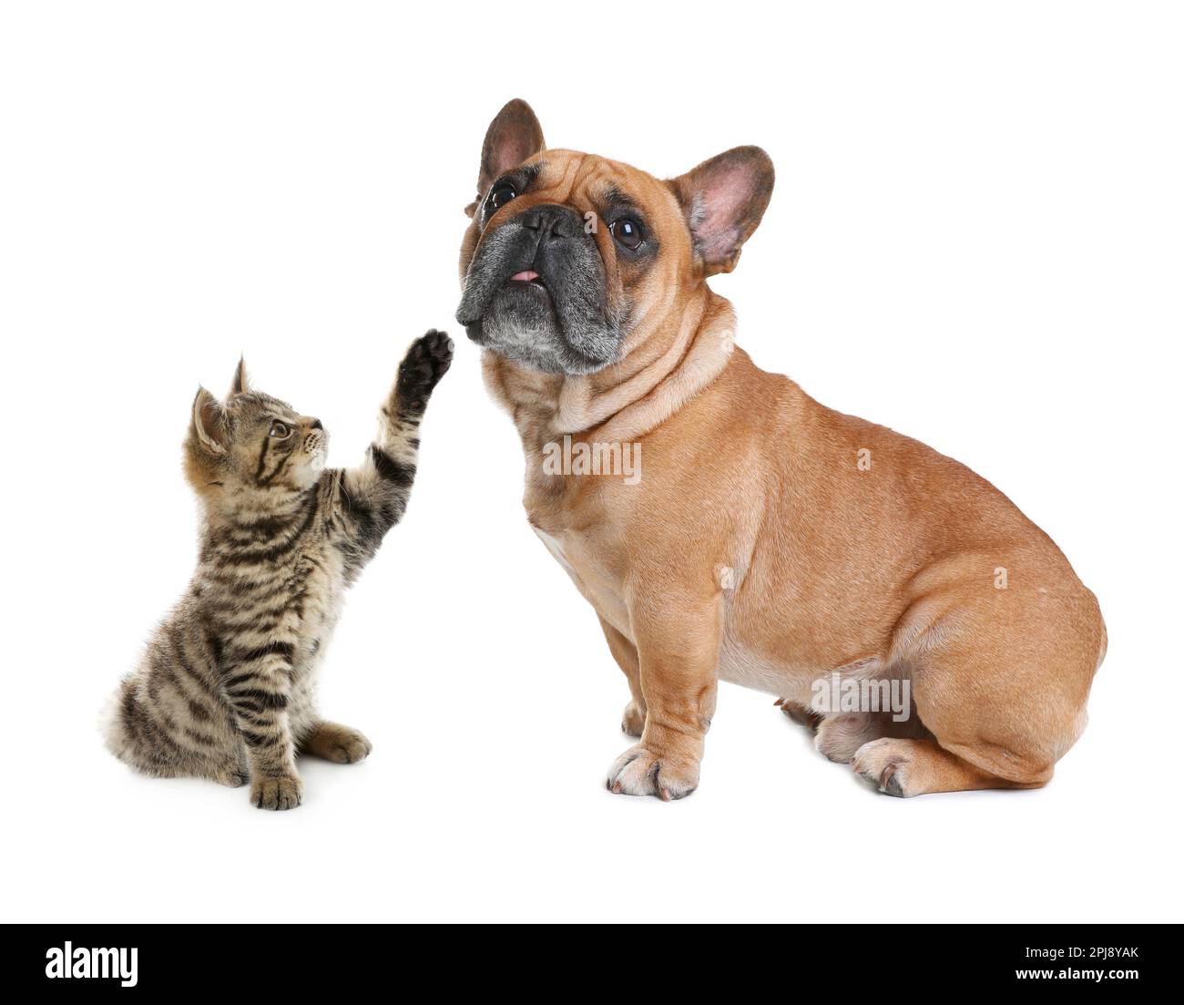 Cute cat and dog on white background. Animal friendship Stock Photo - Alamy