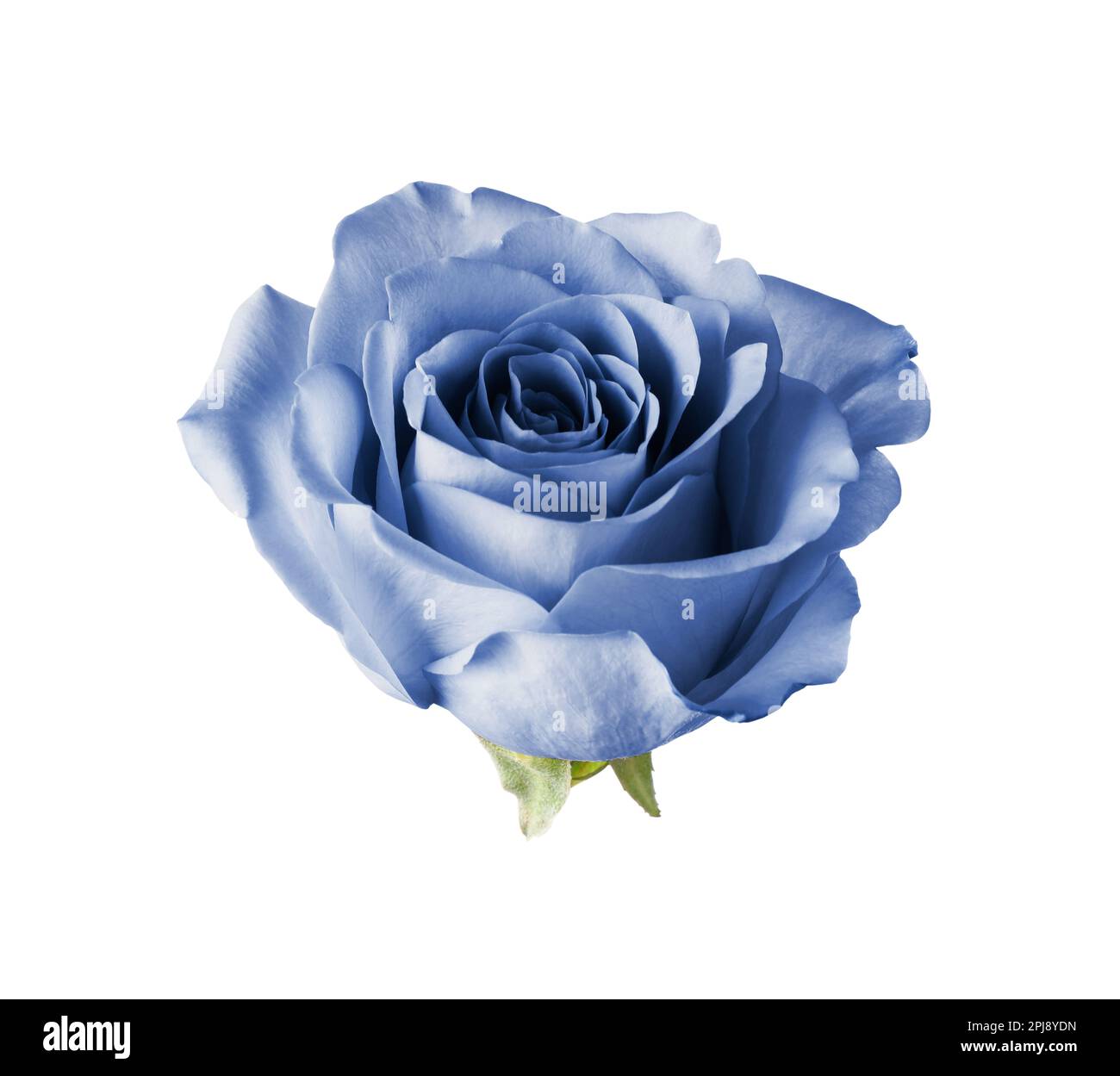 Beautiful blooming light blue rose on white background Stock Photo - Alamy