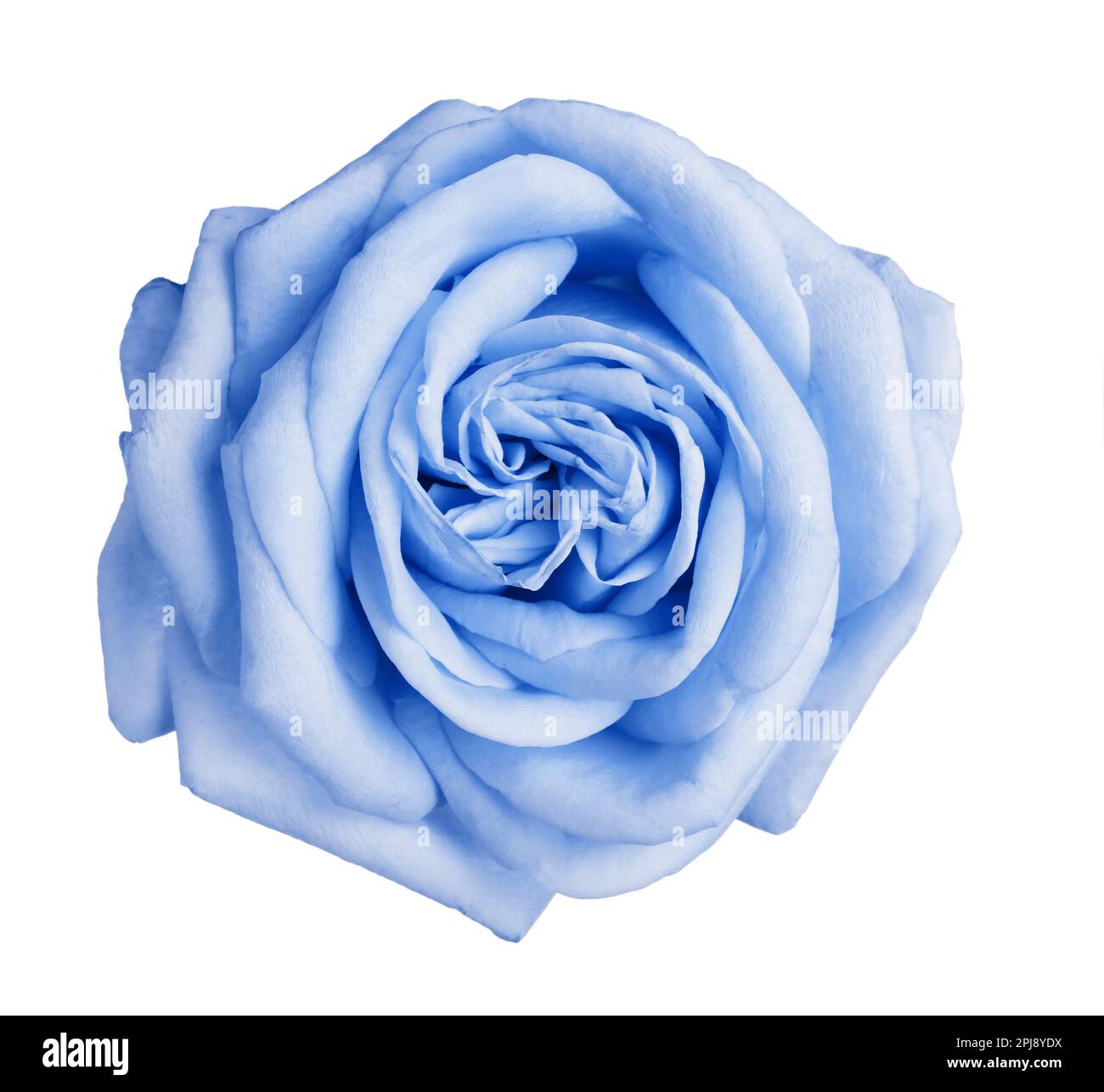 Beautiful blooming light blue rose on white background Stock Photo - Alamy