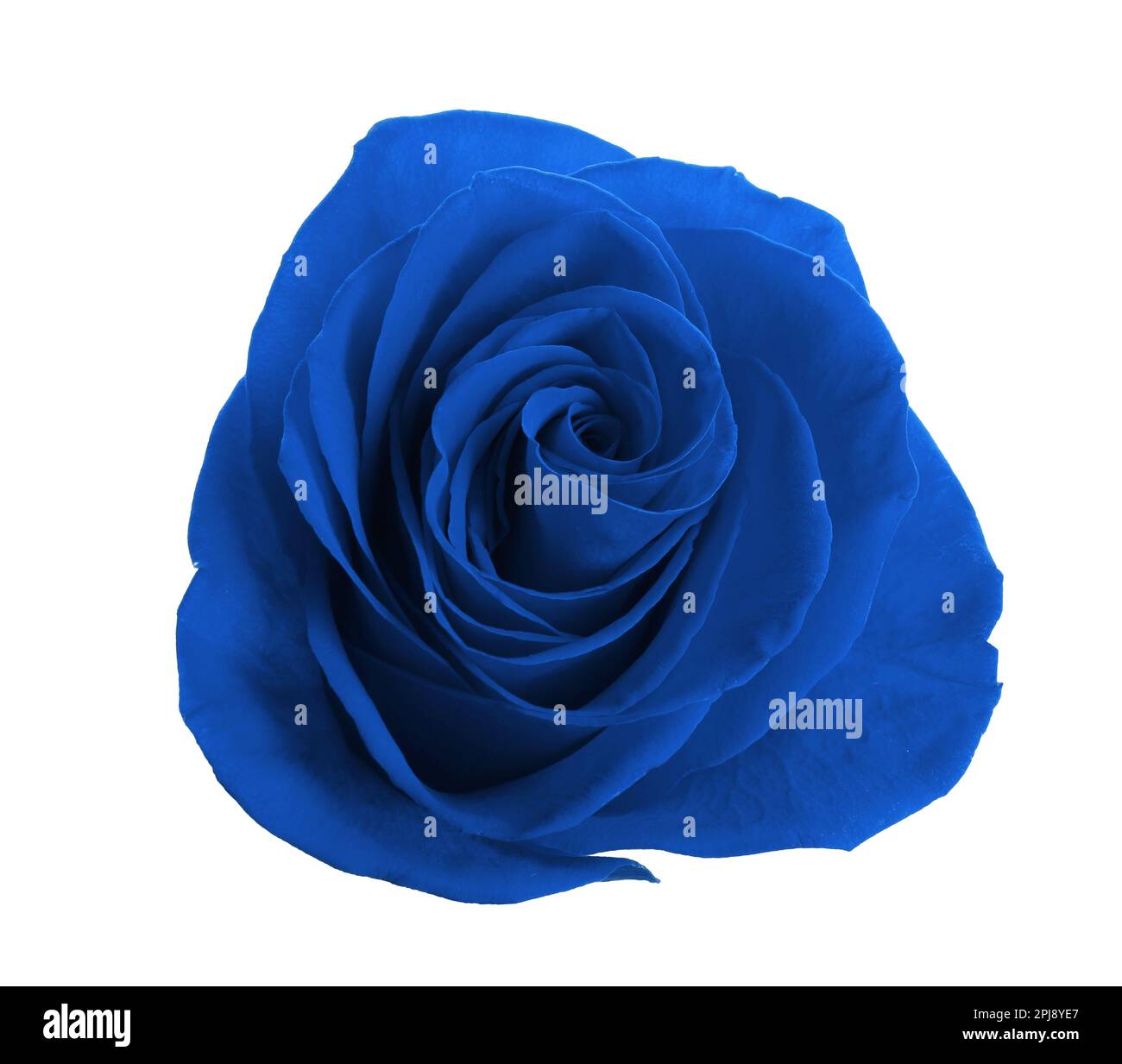 Beautiful blooming blue rose on white background Stock Photo - Alamy