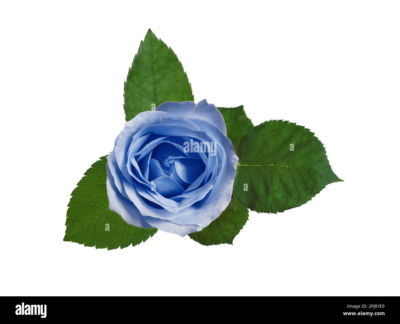 Beautiful blooming light blue rose on white background Stock Photo - Alamy