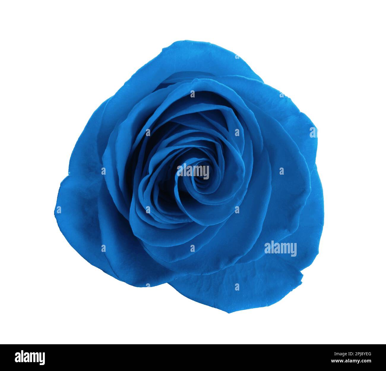 Beautiful blooming blue rose on white background Stock Photo - Alamy