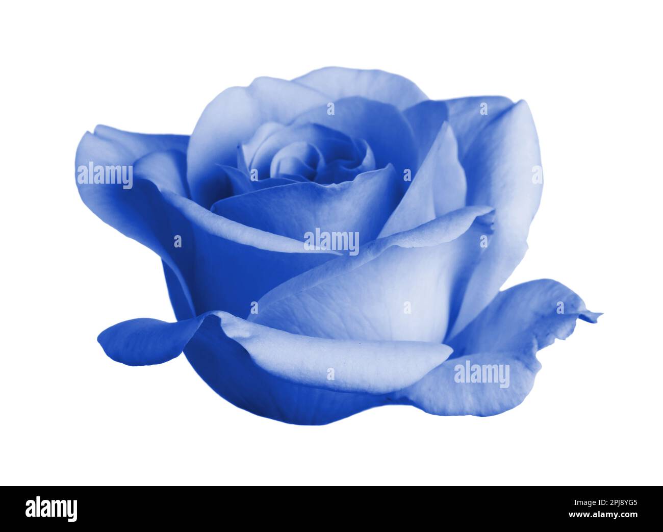 Beautiful blooming light blue rose on white background Stock Photo - Alamy