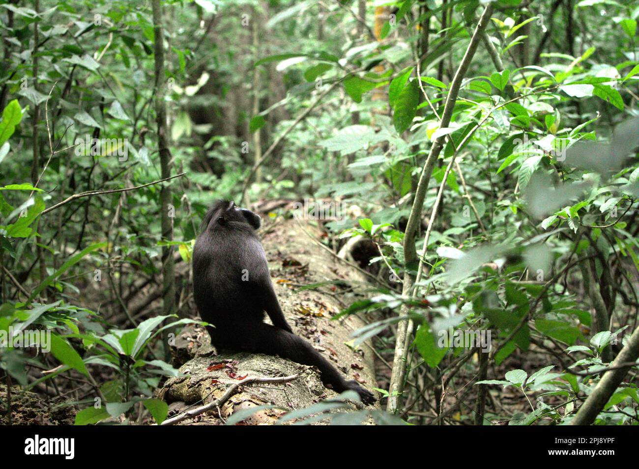 A Sulawesi black-crested macaque (Macaque nigra) looks up as it is ...