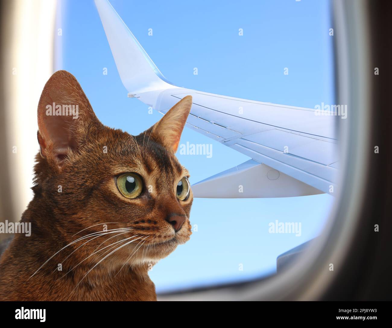 Cute cat looking through airplane window during flight. Traveling with ...