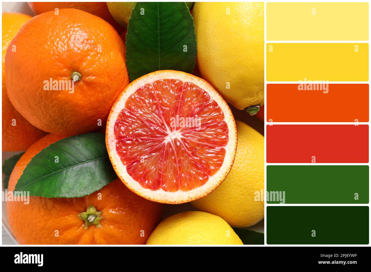 Color palette and different ripe citrus fruits, top view. Collage Stock ...
