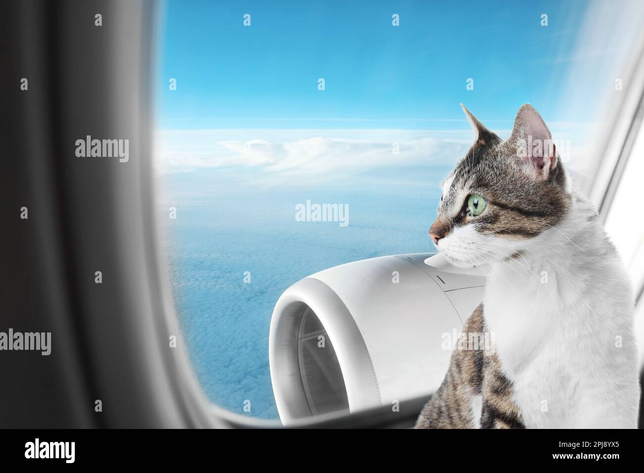Cute cat looking through airplane window during flight. Traveling with ...