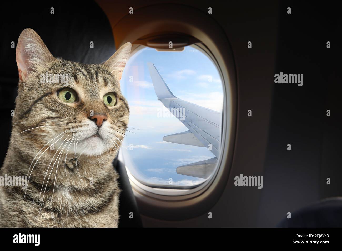 Cute cat in airplane. Traveling with pet Stock Photo - Alamy