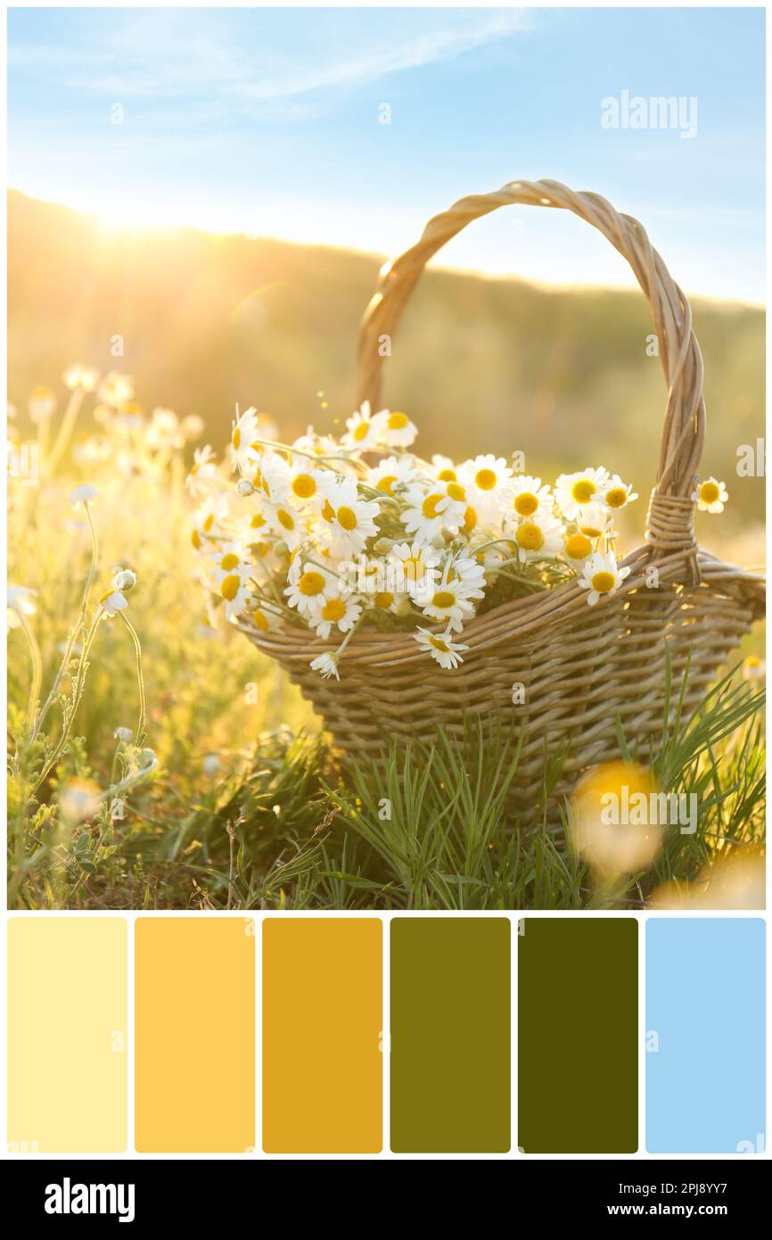 Color palette and wicker basket with beautiful chamomiles in meadow on ...