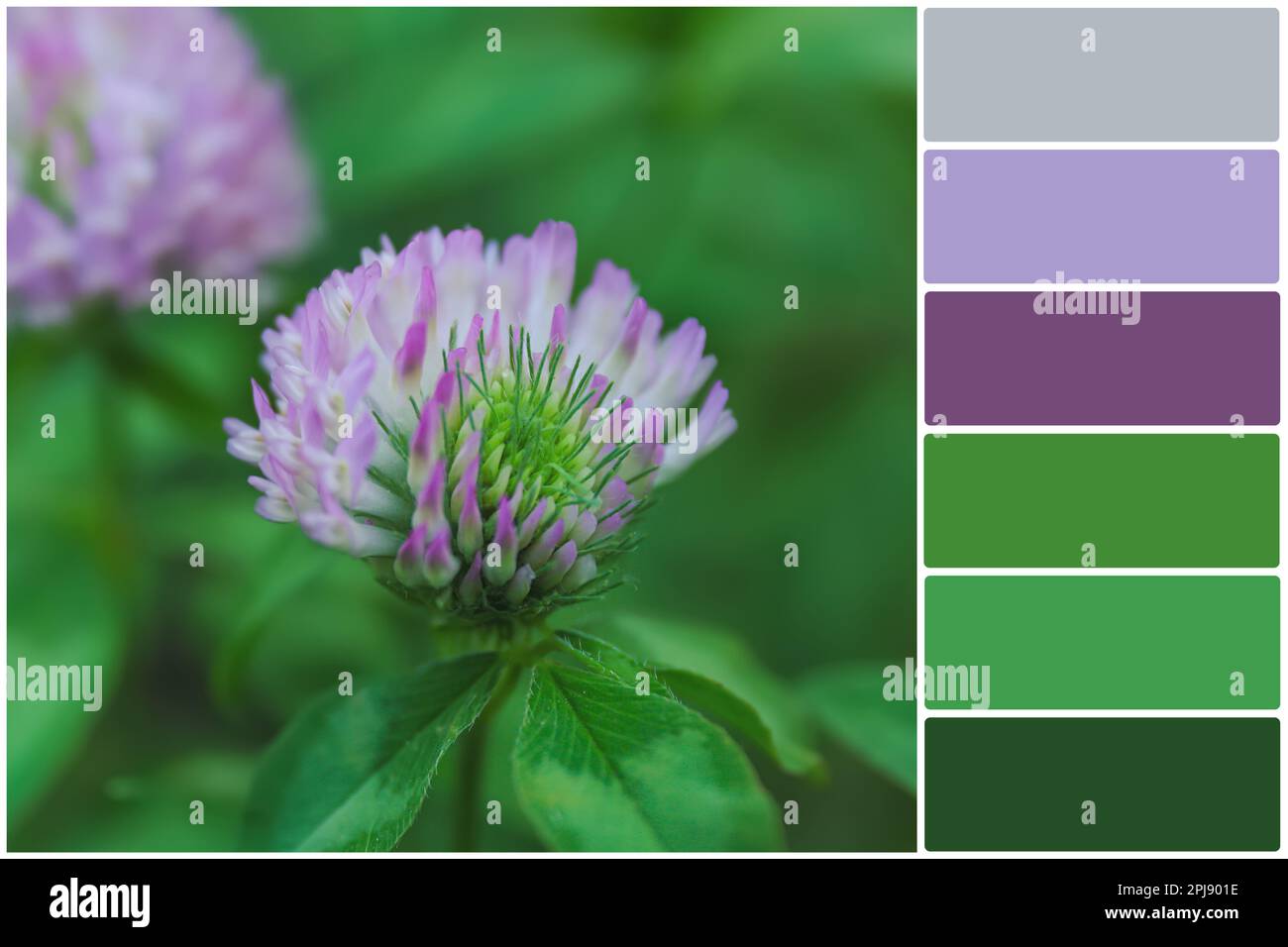 Color palette and beautiful violet clover flower on blurred background ...