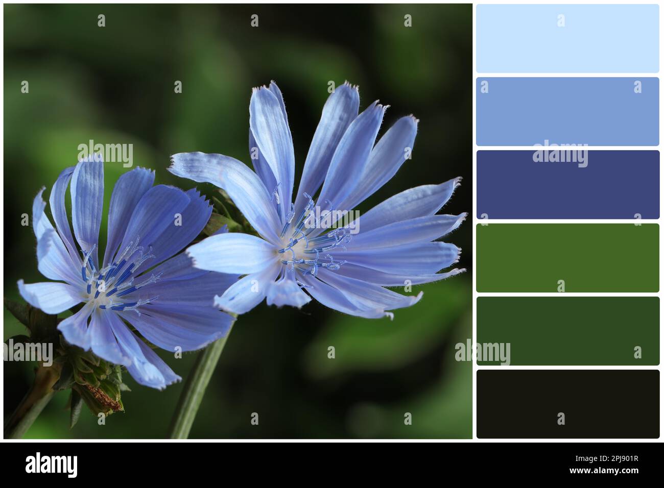 Color palette and beautiful blooming chicory flowers growing outdoors ...