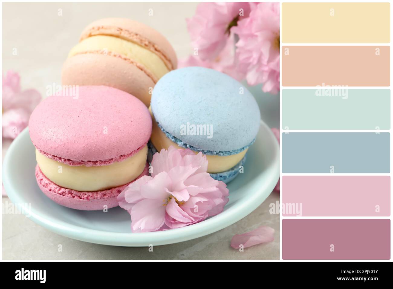 Color palette and delicious macarons and pink flowers on light grey ...