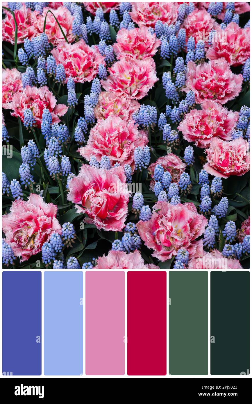 Color palette and many beautiful tulips and muscari flowers growing ...