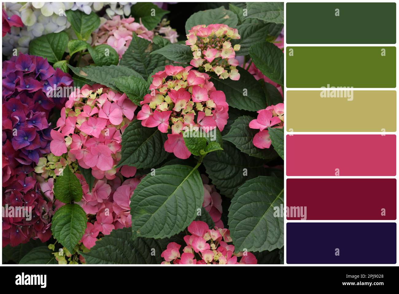 Color palette and beautiful hydrangea with colorful flowers and green ...