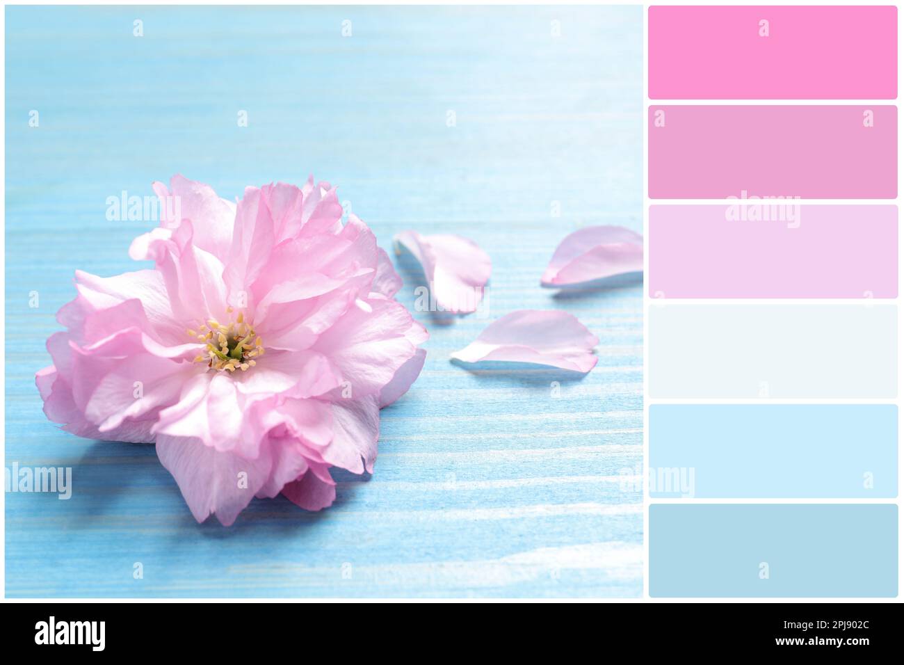 Color palette and beautiful sakura tree blossom and petals on turquoise ...