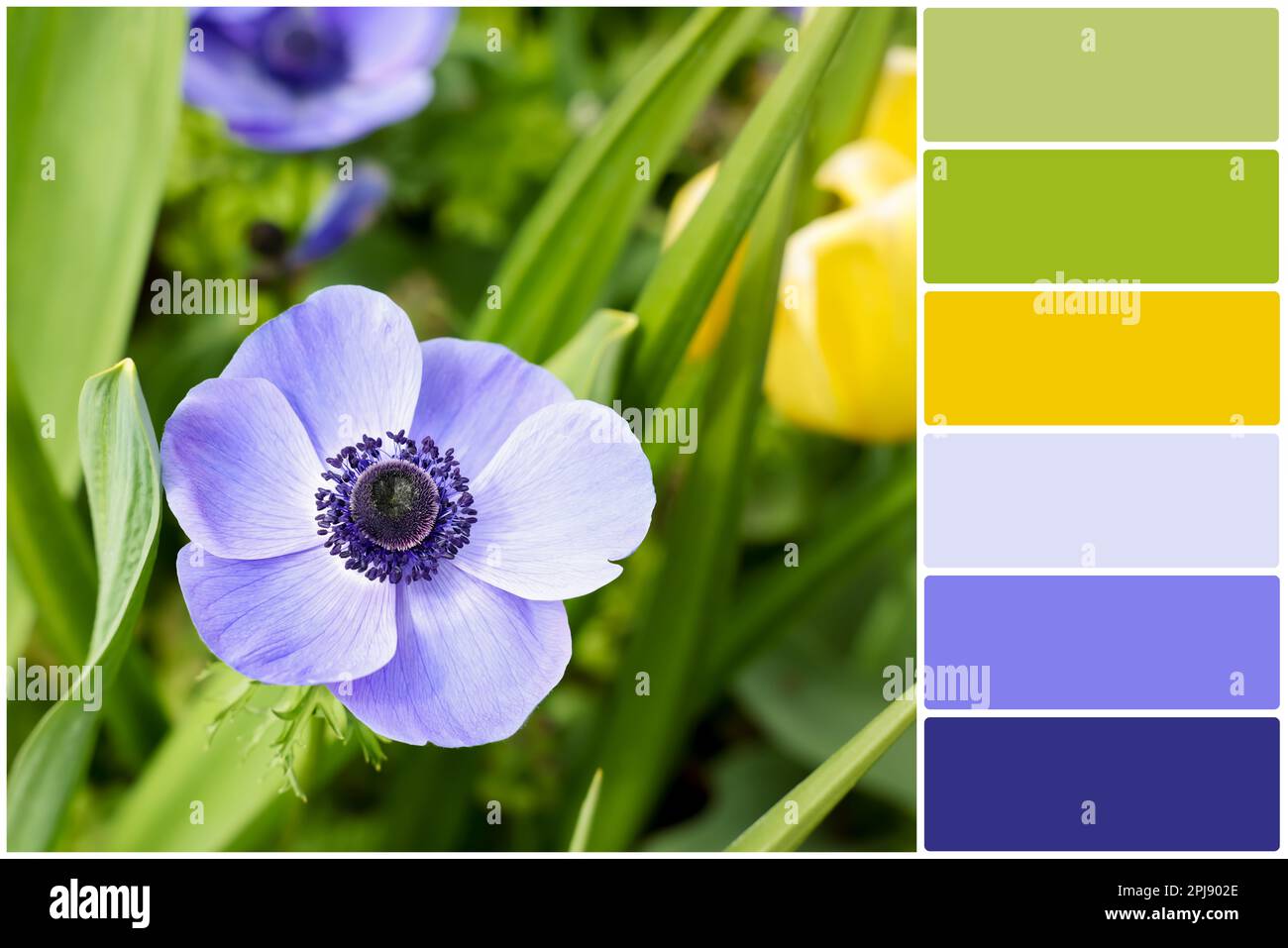 Color palette and beautiful blue anemone flower growing outdoors ...