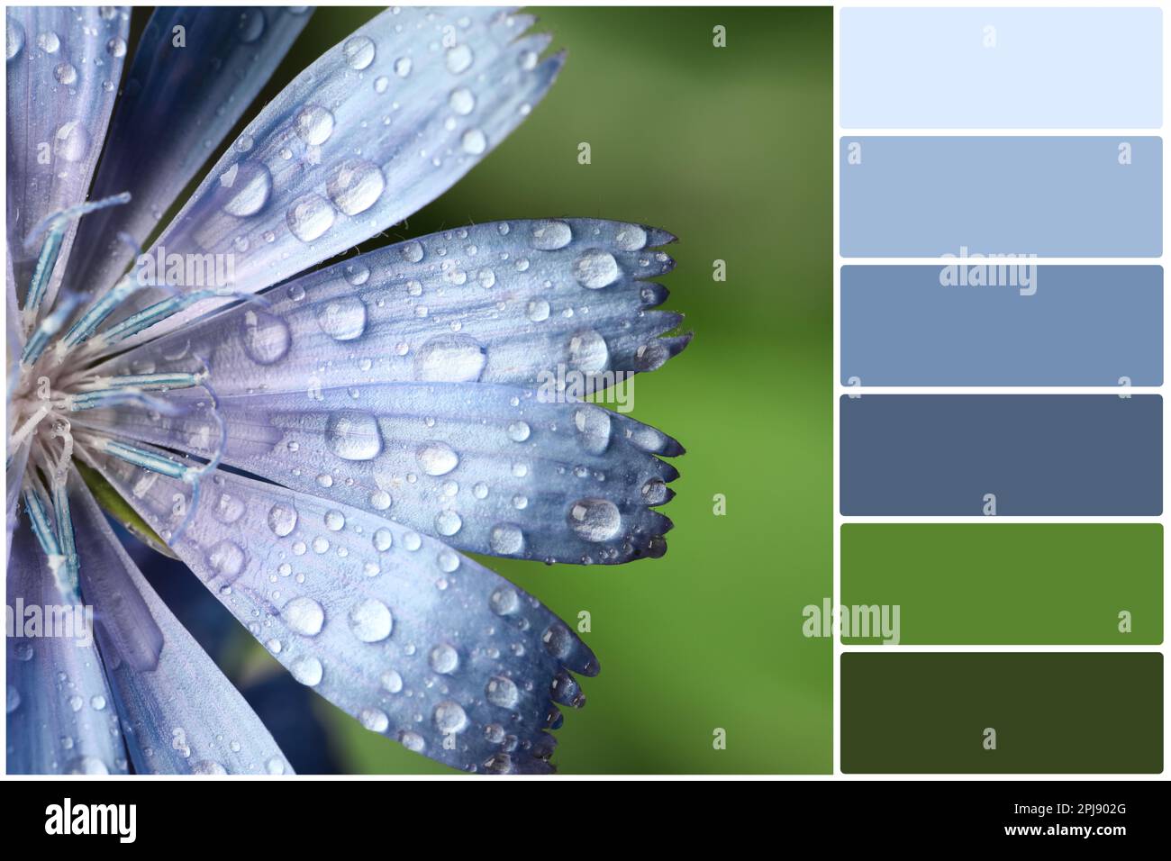 Color palette and beautiful blooming chicory flower growing on blurred ...