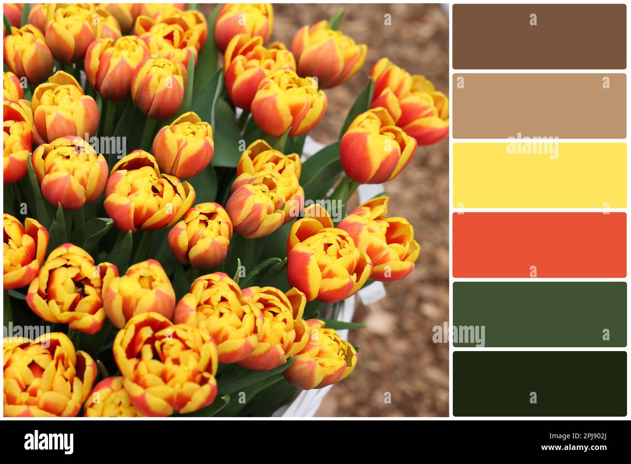 Color palette and beautiful tulip flowers, closeup. Collage Stock Photo ...