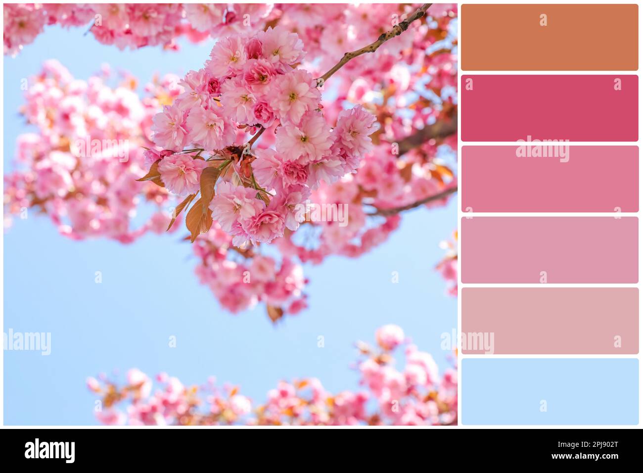 Color palette and beautiful blossoming sakura tree against blue sky ...