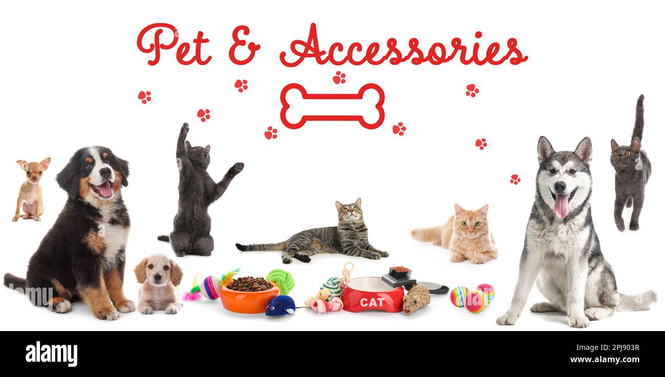 Advertising banner design for pet shop. Cute dogs, cats and different ...