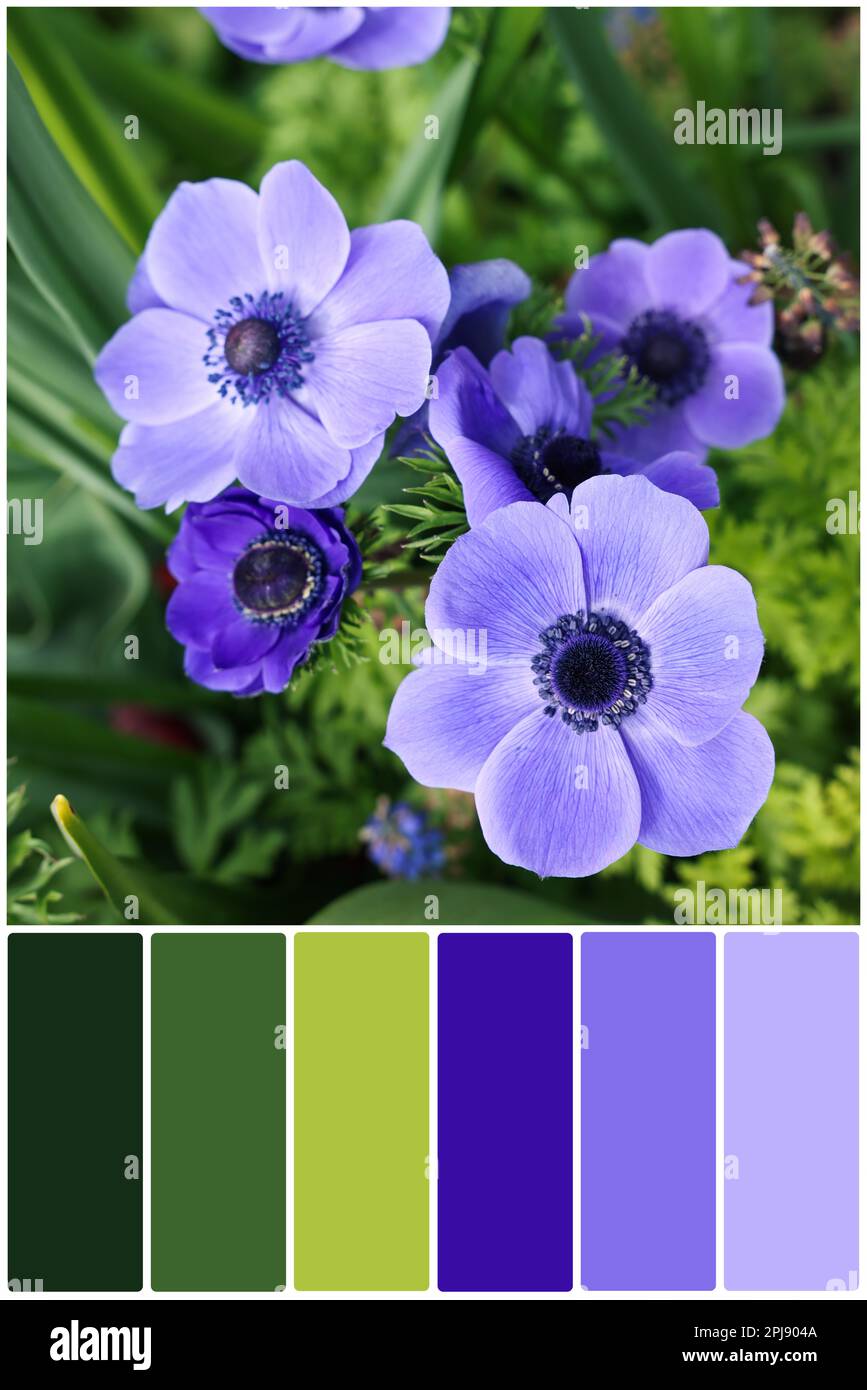 Color palette and beautiful blue anemone flowers growing outdoors ...