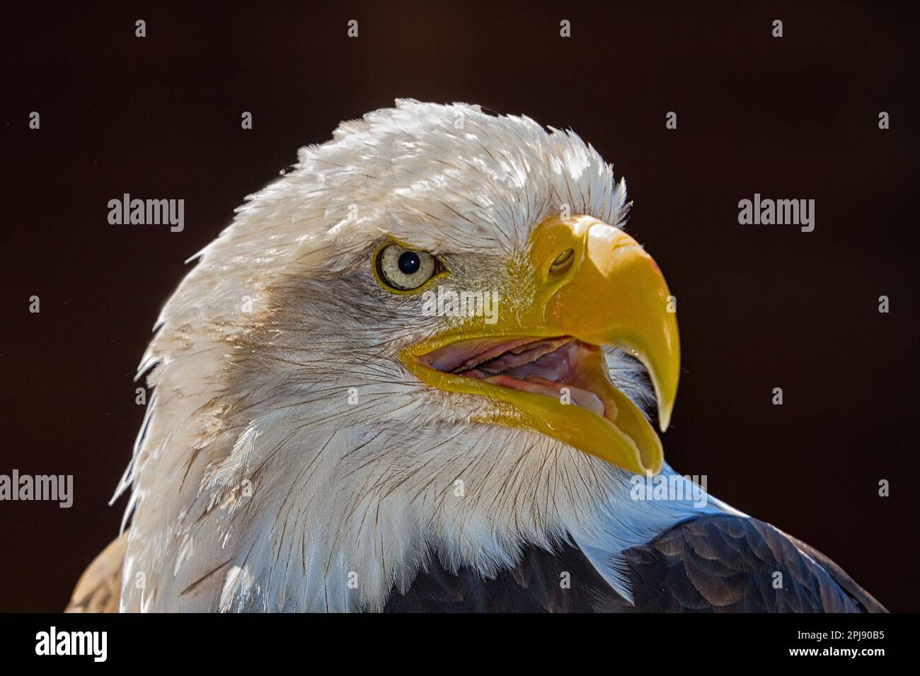 american, animal, Bald Eagle, bird, bird of prey, closeup, eagle ...