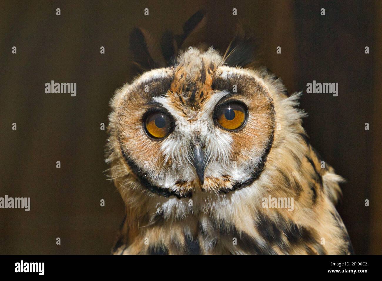 Mexican owl hi-res stock photography and images - Alamy