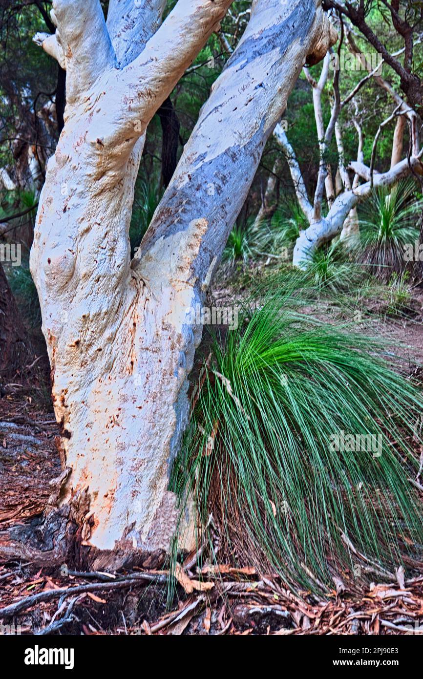 Ghost Gum Tree (Corymbia aparrerinja) Queensland Australia Stock Photo ...