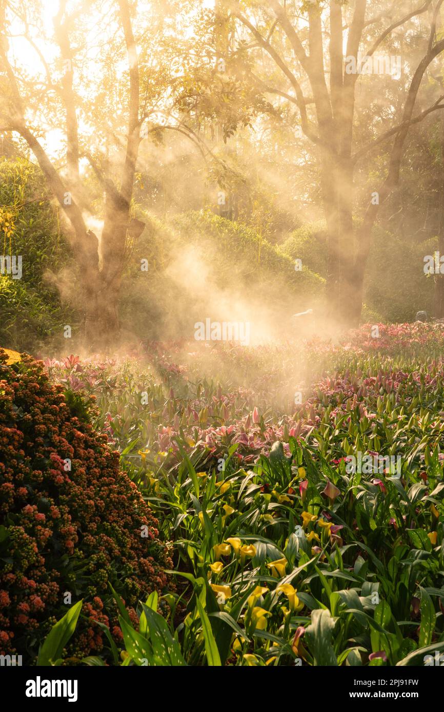 Beautiful flower garden in the morning with sunlight and fog Stock ...