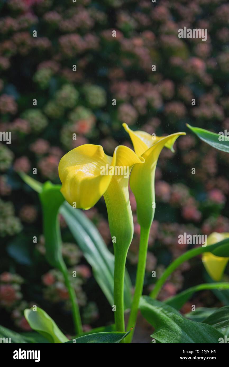 Calla lilly leaves hi-res stock photography and images - Alamy