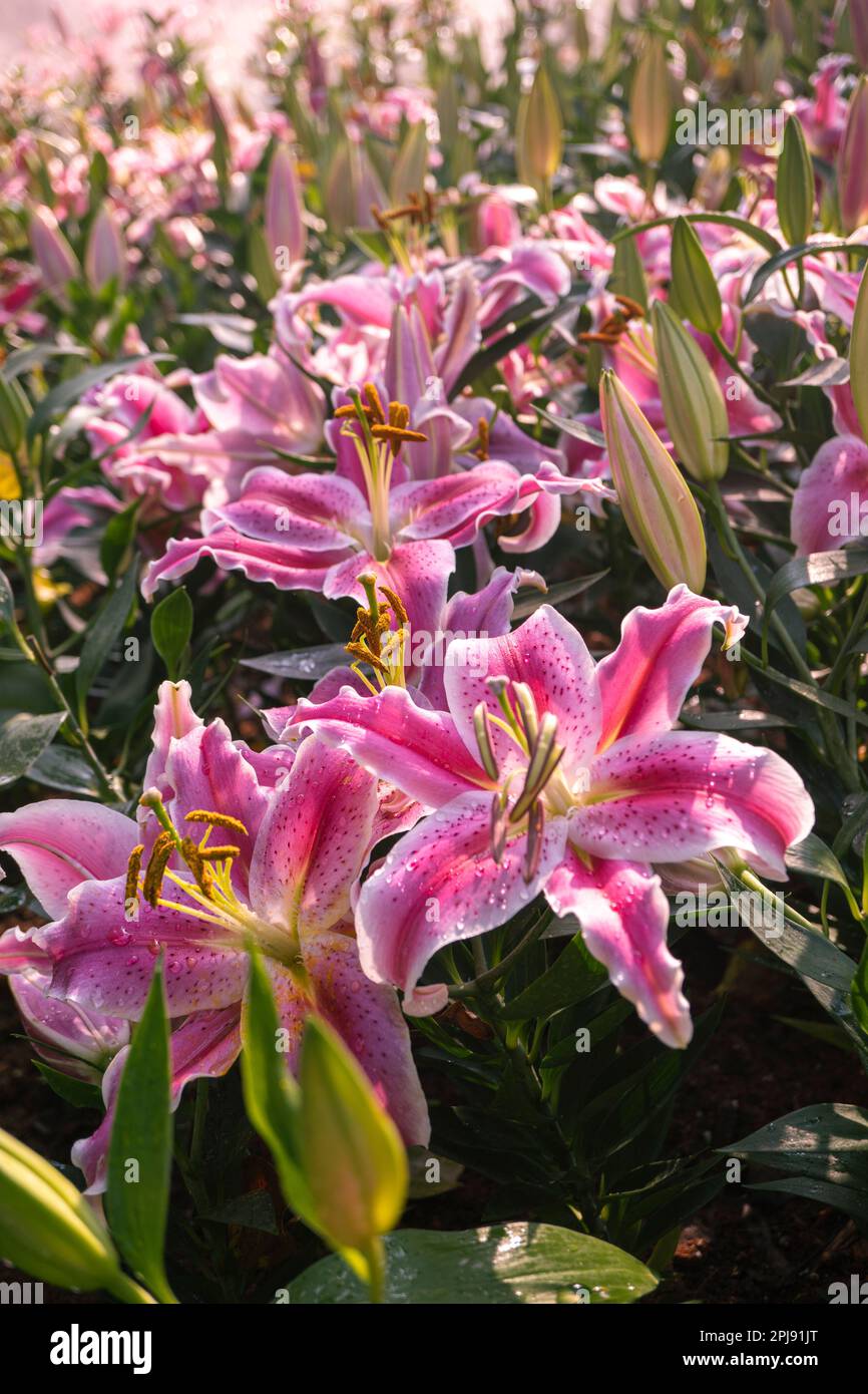 Beautiful lily flower in the garden with green leaves background Stock ...