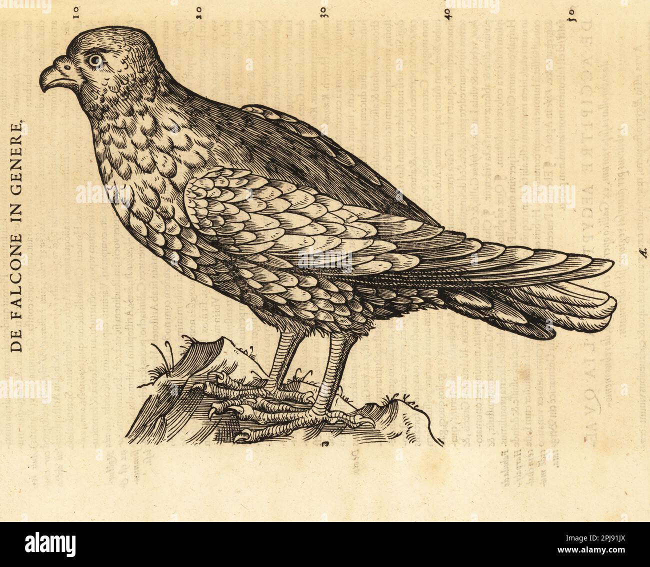 Species of falcon, kestrel or hobby. De Avibus, de Falcone in genere ...