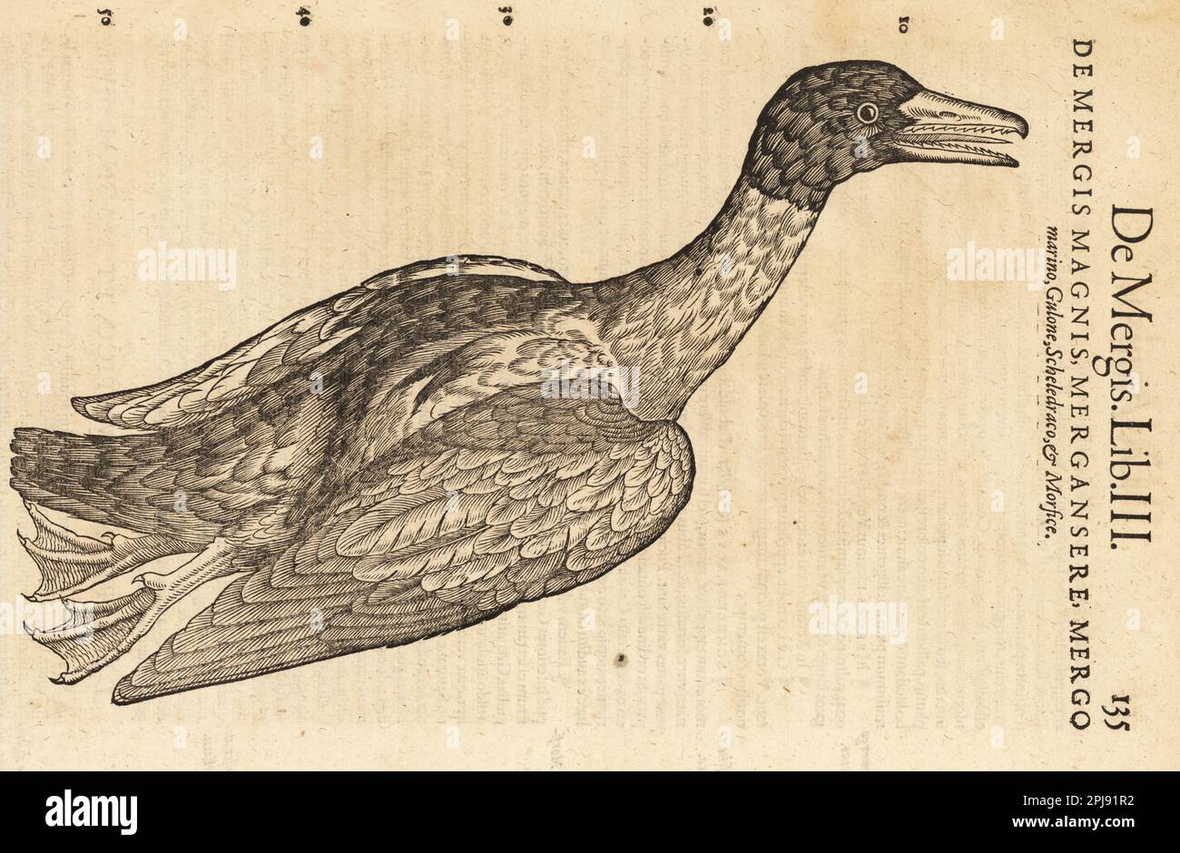 Common merganser or goosander, Mergus merganser. De Avibus, De Mergis ...