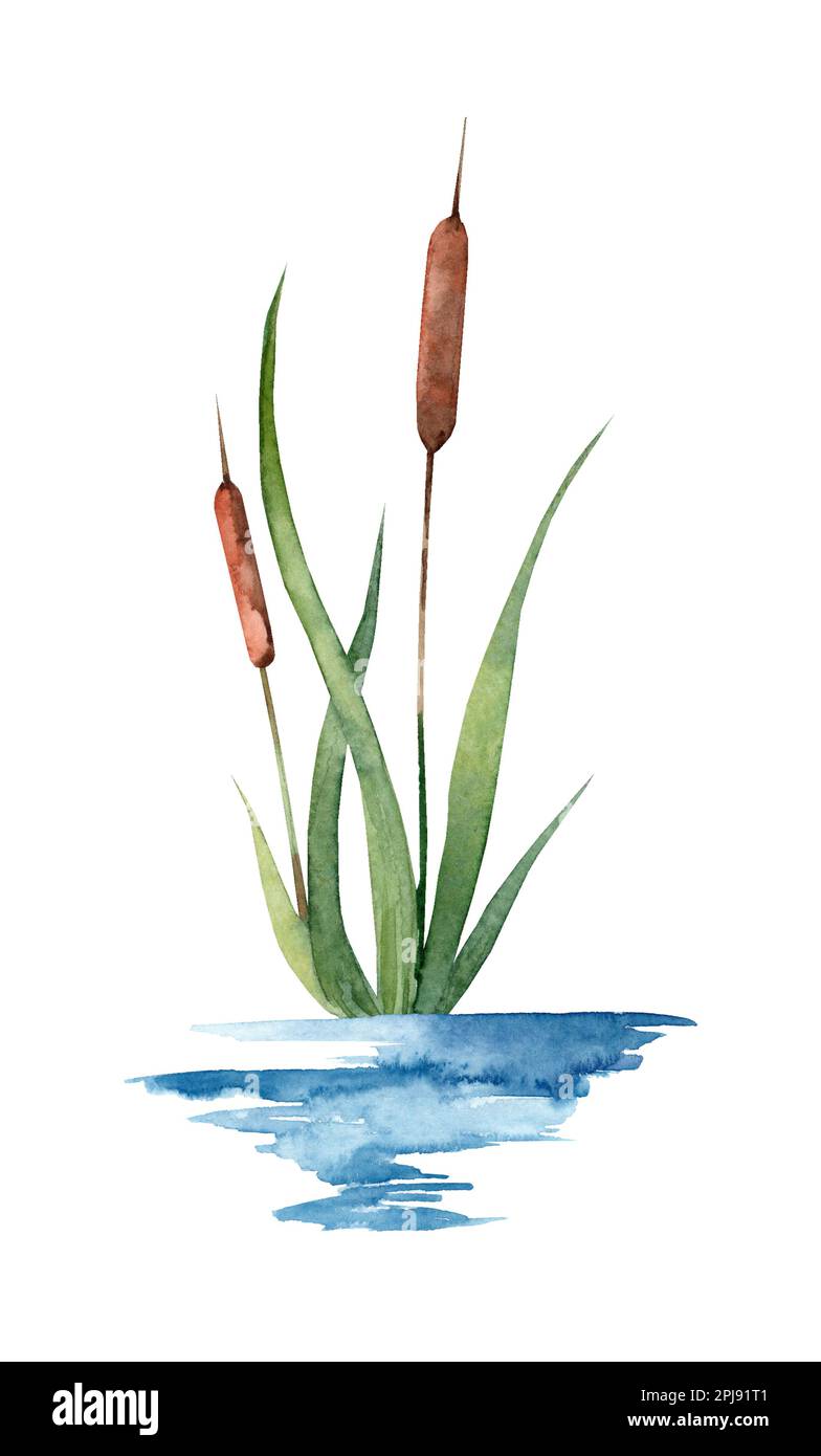 River underwater flora Cut Out Stock Images & Pictures - Alamy