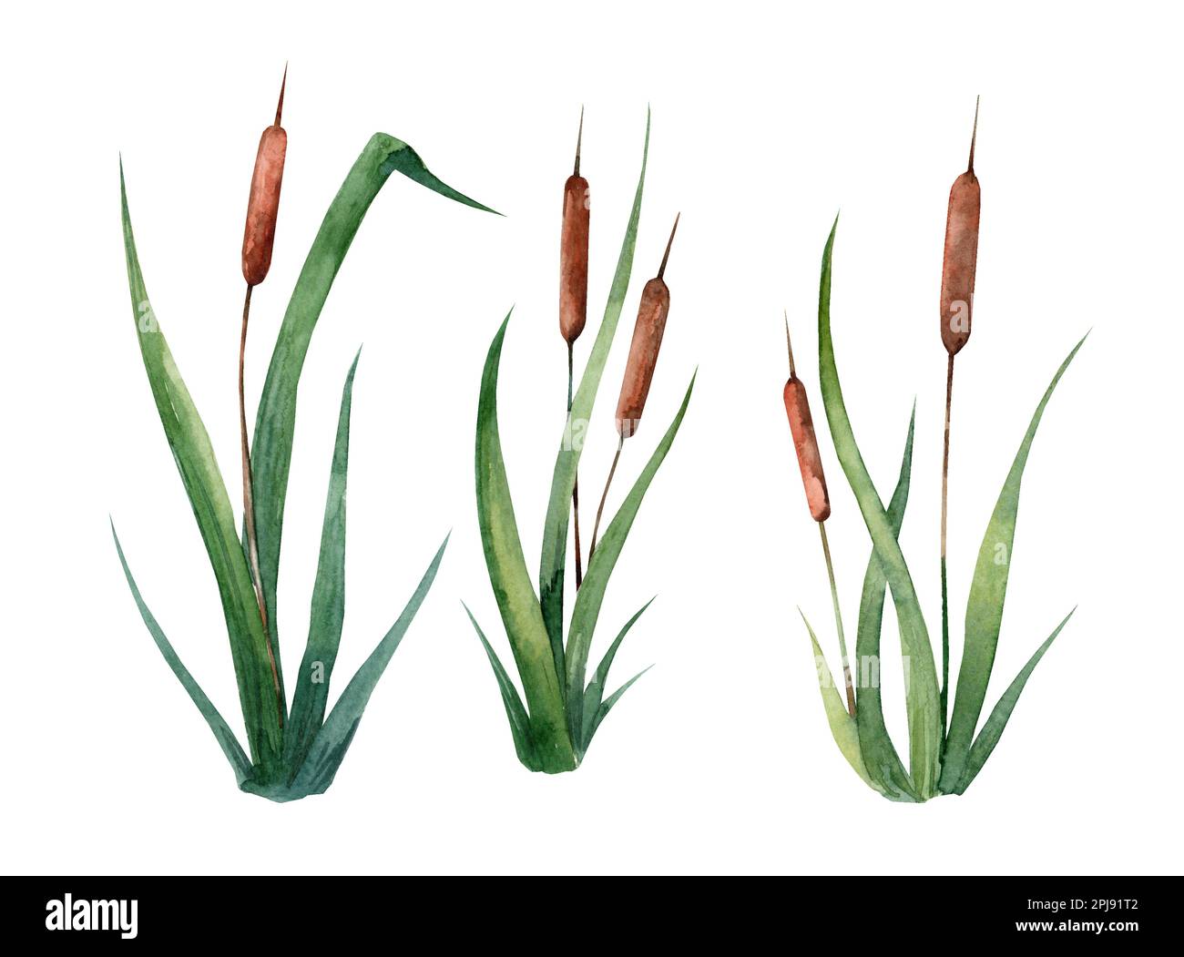 Watercolor hand drawn illustration of reed cattail typhus in a water ...