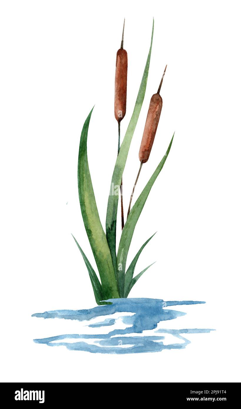 Watercolor hand drawn illustration of reed cattail typhus in a water river. Flora of rivers and ...