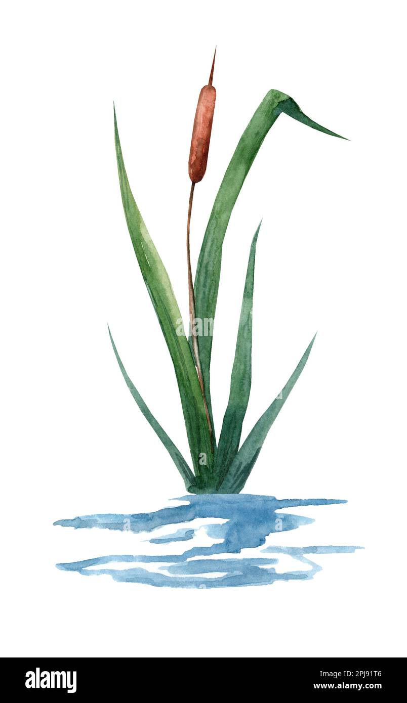 Watercolor hand drawn illustration of reed cattail typhus in a water river. Flora of rivers and ...