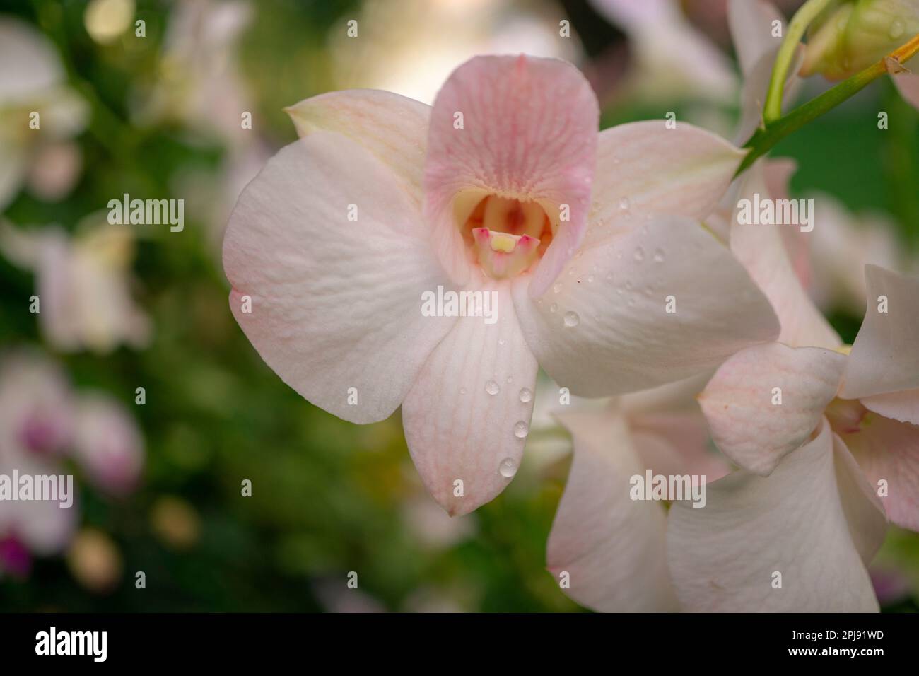 Beautiful pink orchid flower hi-res stock photography and images - Alamy