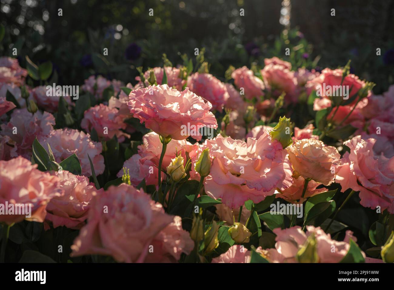 Beautiful pink Lisianthus (eustoma) flower in the garden, Lisianthus ...