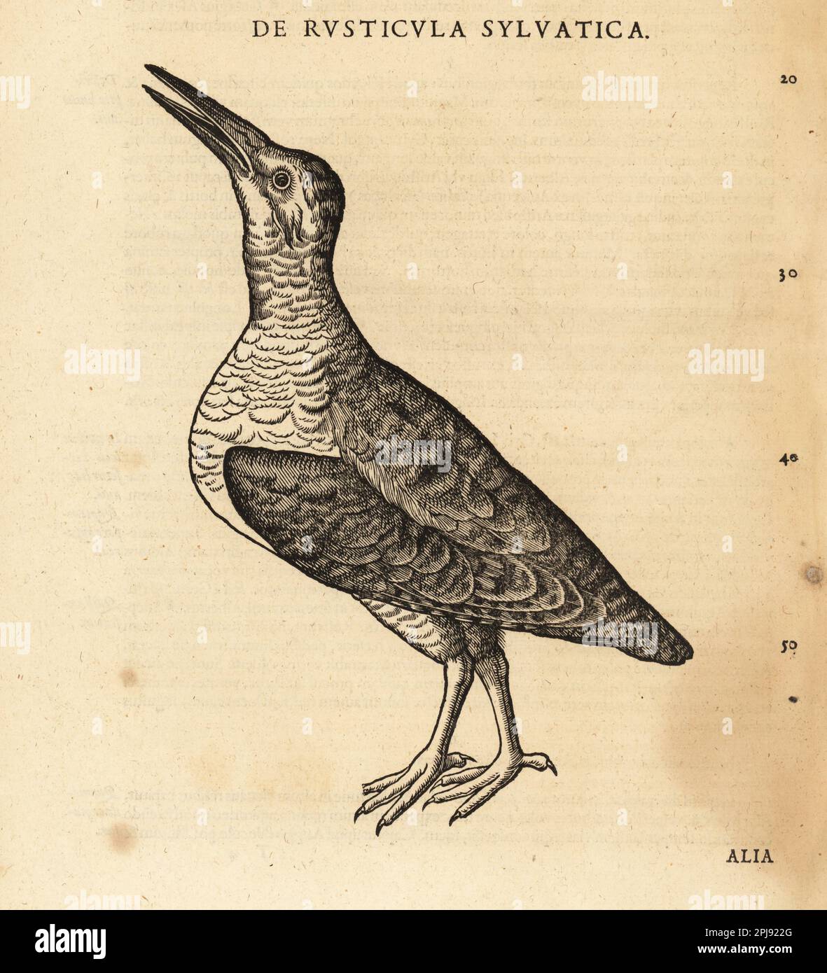 Unknown species of waterbird, previously identified as a red knot ...