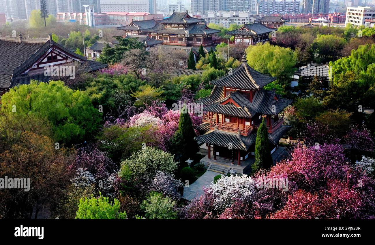 Xi'an. 31st Mar, 2023. This aerial photo taken on March 31, 2023 shows ...