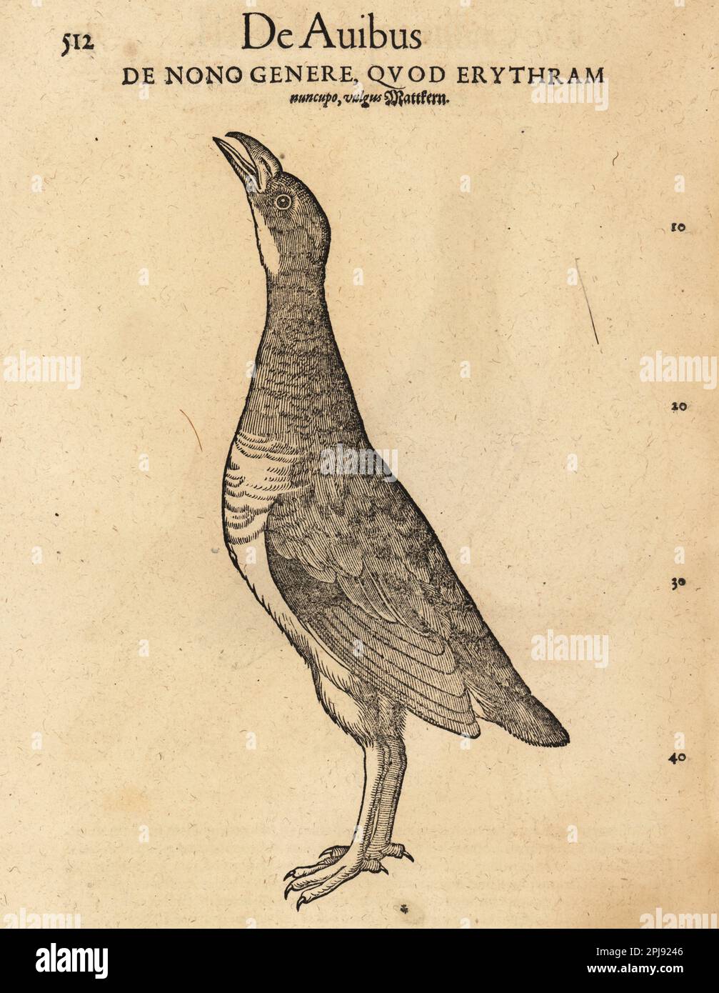 Species of rail, possibly the white-breasted waterhen, Amaurornis ...