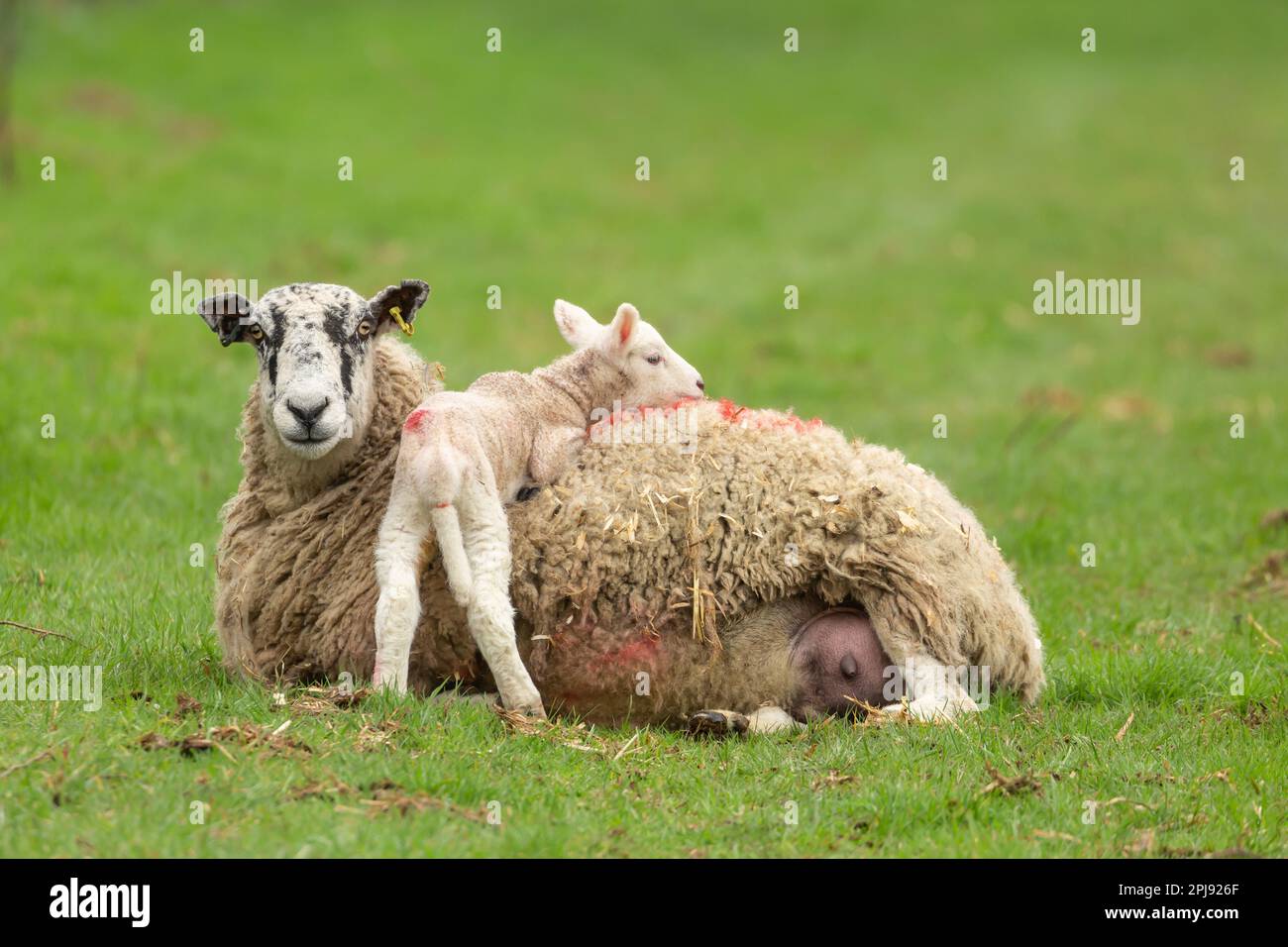 Lamb snuggling up to her mum in cold, rainy weather and snuggling on ...