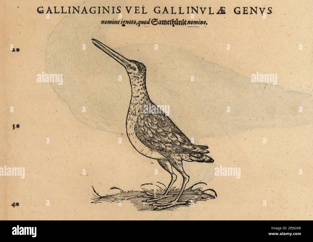 Species of godwit, Limosa limosa or Limosa lapponica. De Avibus, de ...