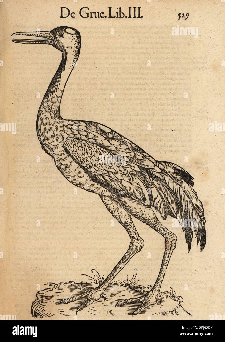 Species of crane, possibly the Eurasian or common crane, Grus grus. De ...