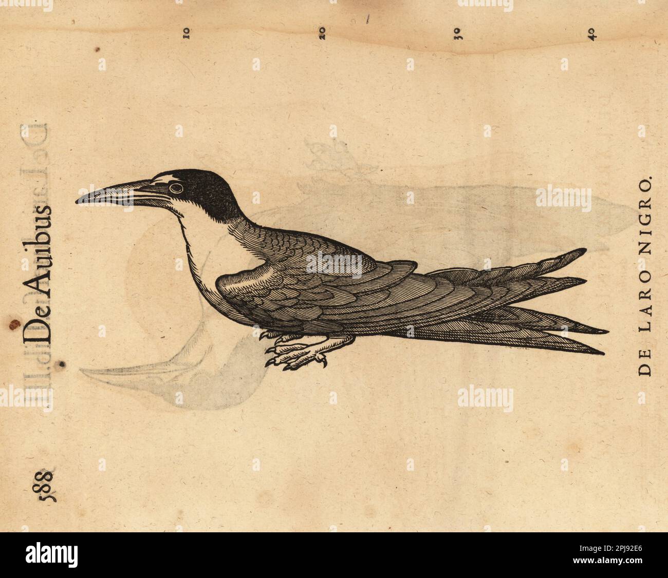 Common tern, Sterna hirundo. Laro nigro, Brandvogel, Brandfuchs ...