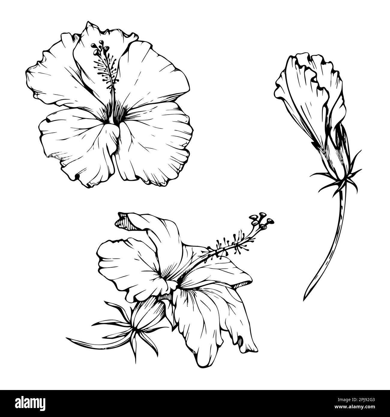 Hand drawn vector ink elements. Exotic pink hibiscus flower and bud on ...